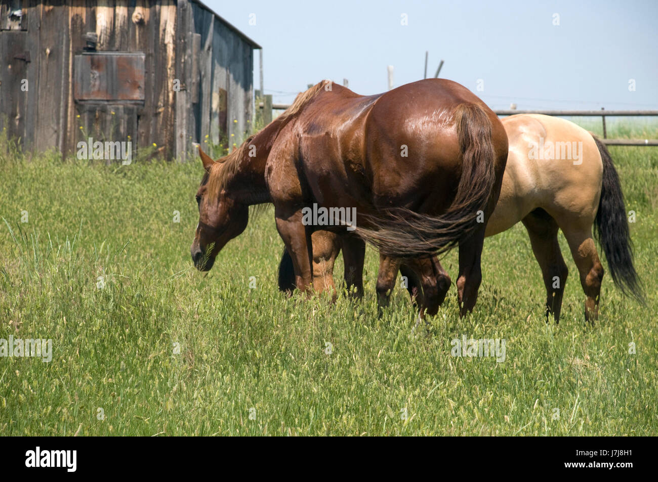 horse horses ranch landscape scenery countryside nature shed meadow ...