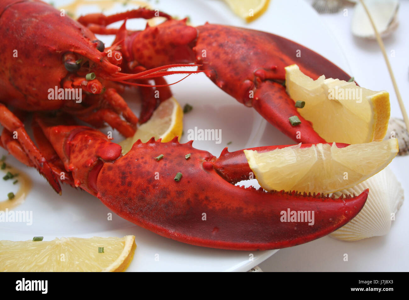 armour lobster shellfish sea animal delicacy restaurant food aliment ...