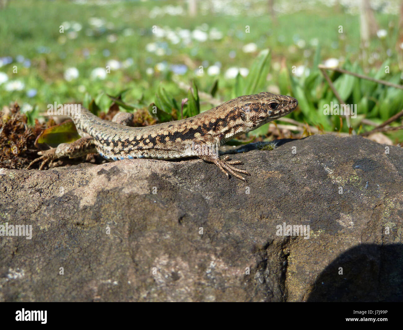 animal reptile lizard saurian nature stone scrabble crawling brown ...