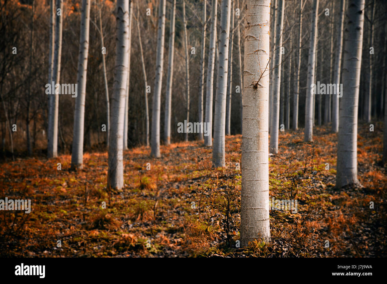 Landscape of a solitary forest with a lot of trees Stock Photo - Alamy