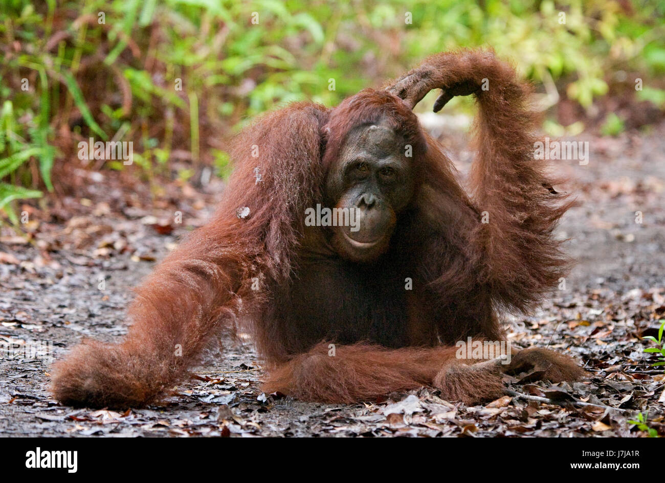 Orangutan sitting on the ground in the jungle. Indonesia. The island of ...
