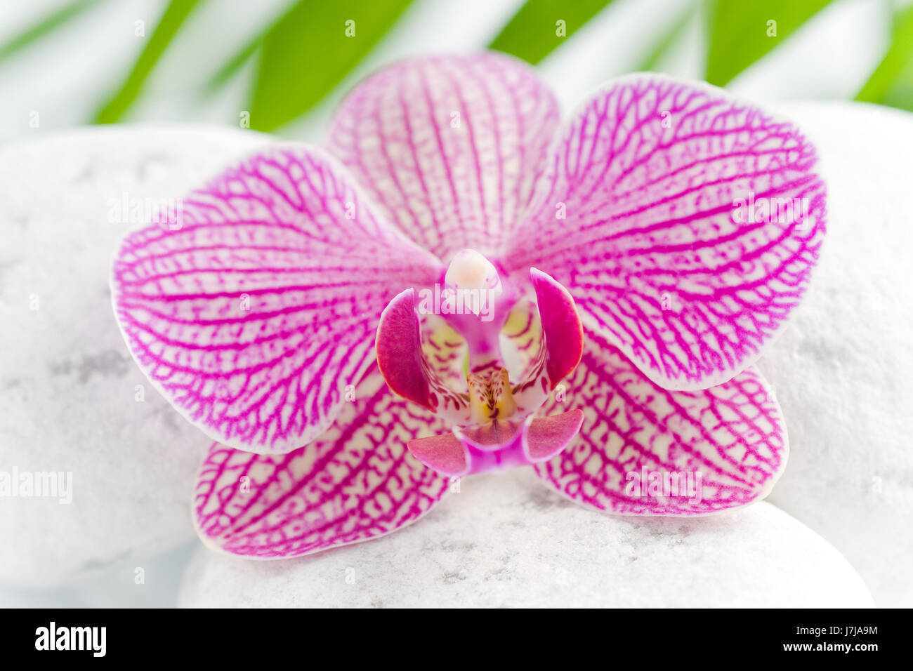 pink orchid on white stones Stock Photo - Alamy