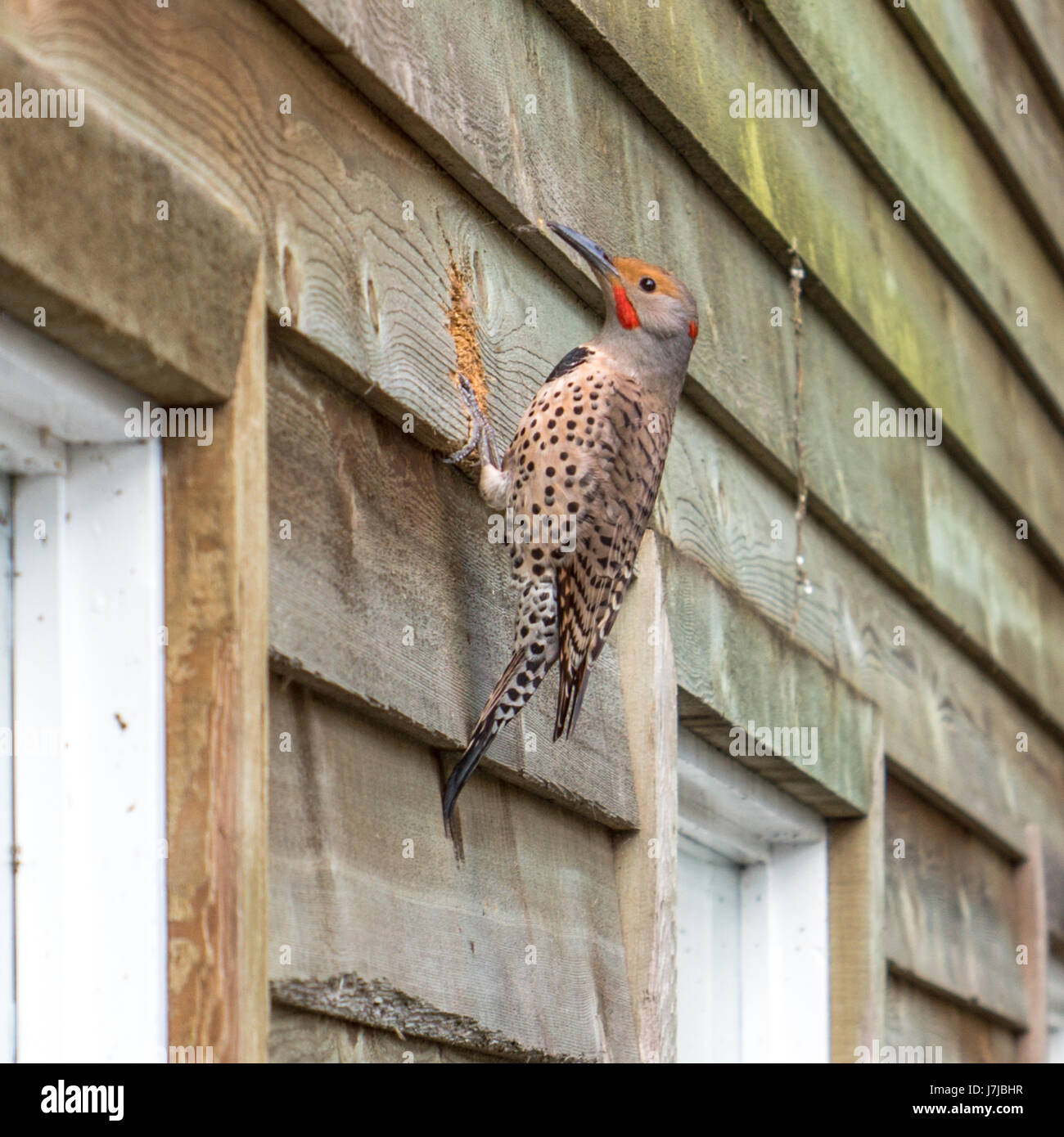 A male Northern Flicker hammering out a hole for himself and pulling ...