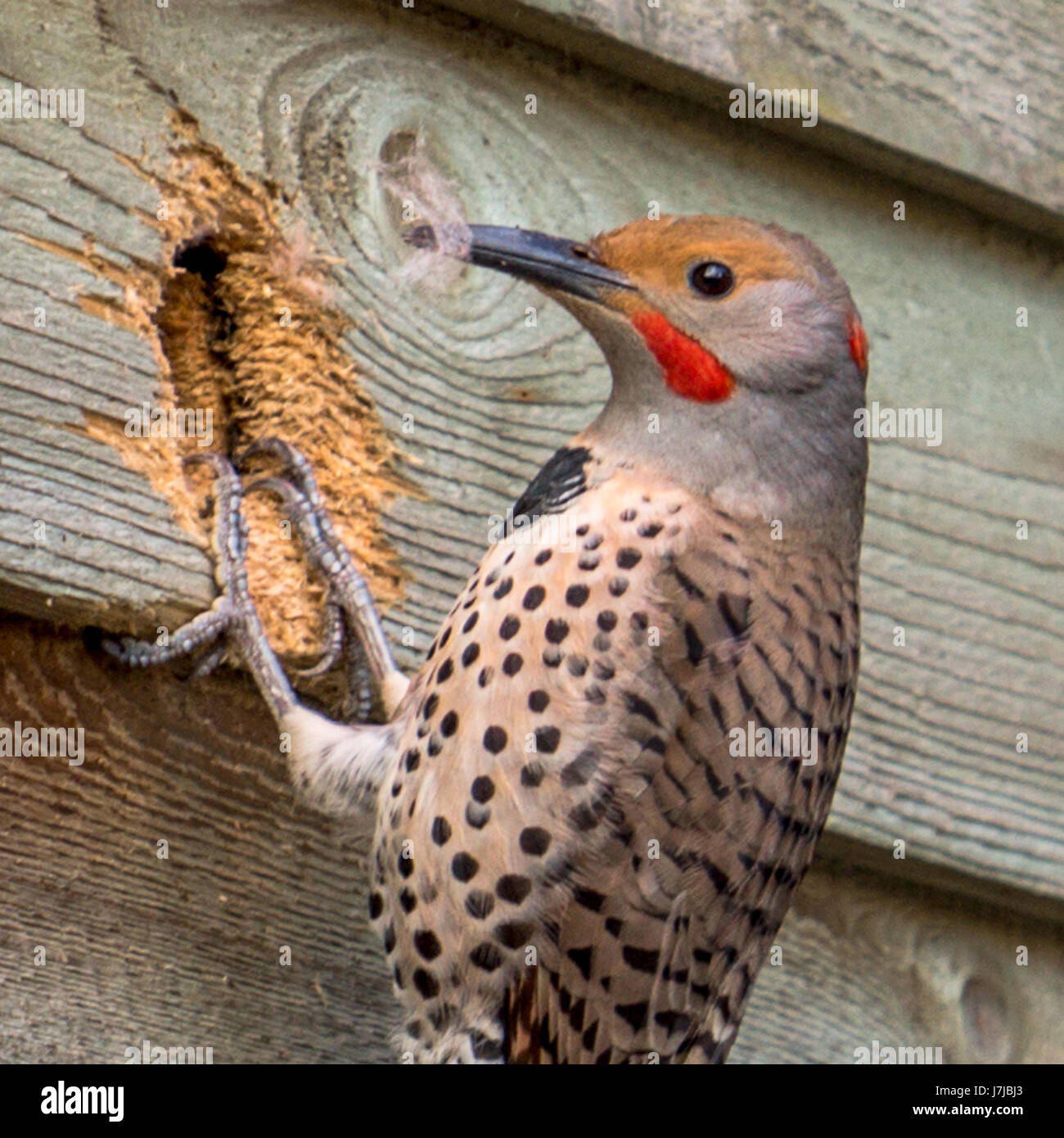 A male Northern Flicker hammering out a hole for himself and pulling ...