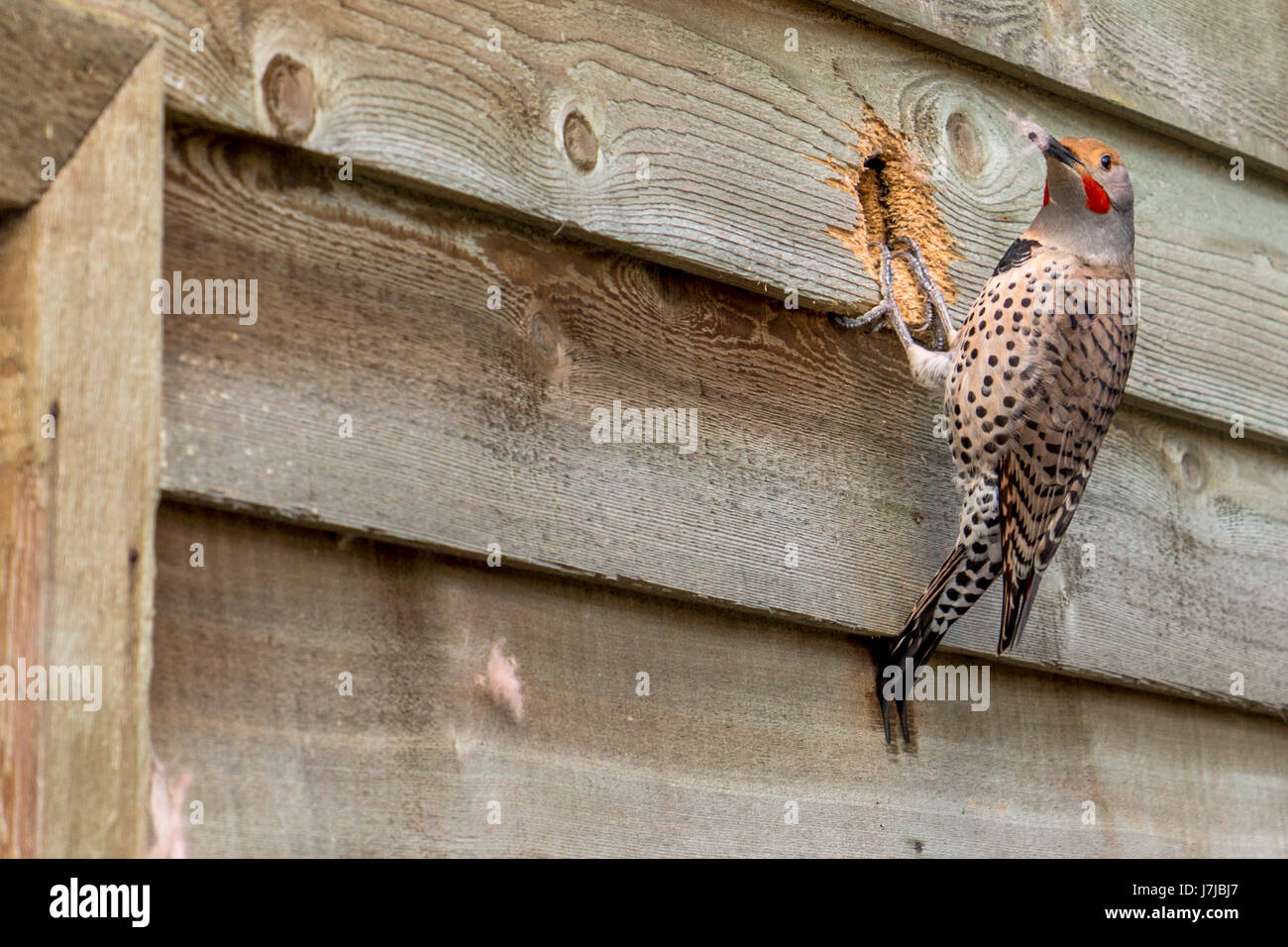A male Northern Flicker hammering out a hole for himself and pulling ...