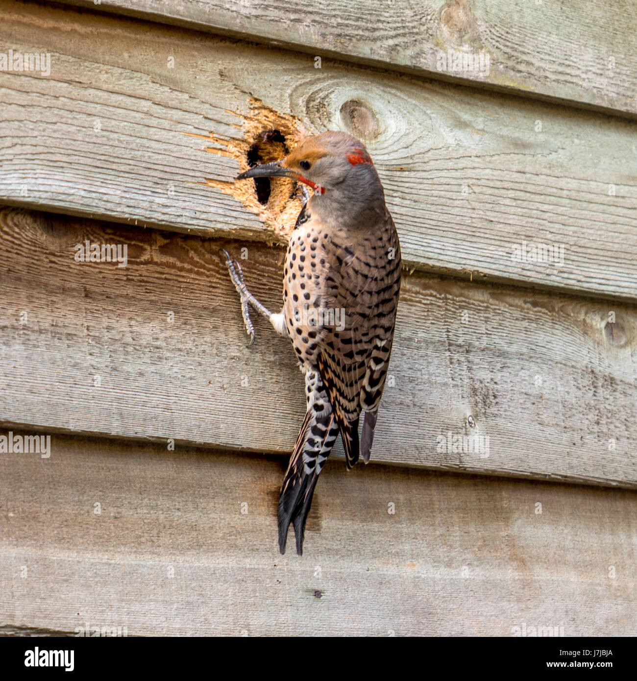 A male Northern Flicker hammering out a hole for himself and pulling ...