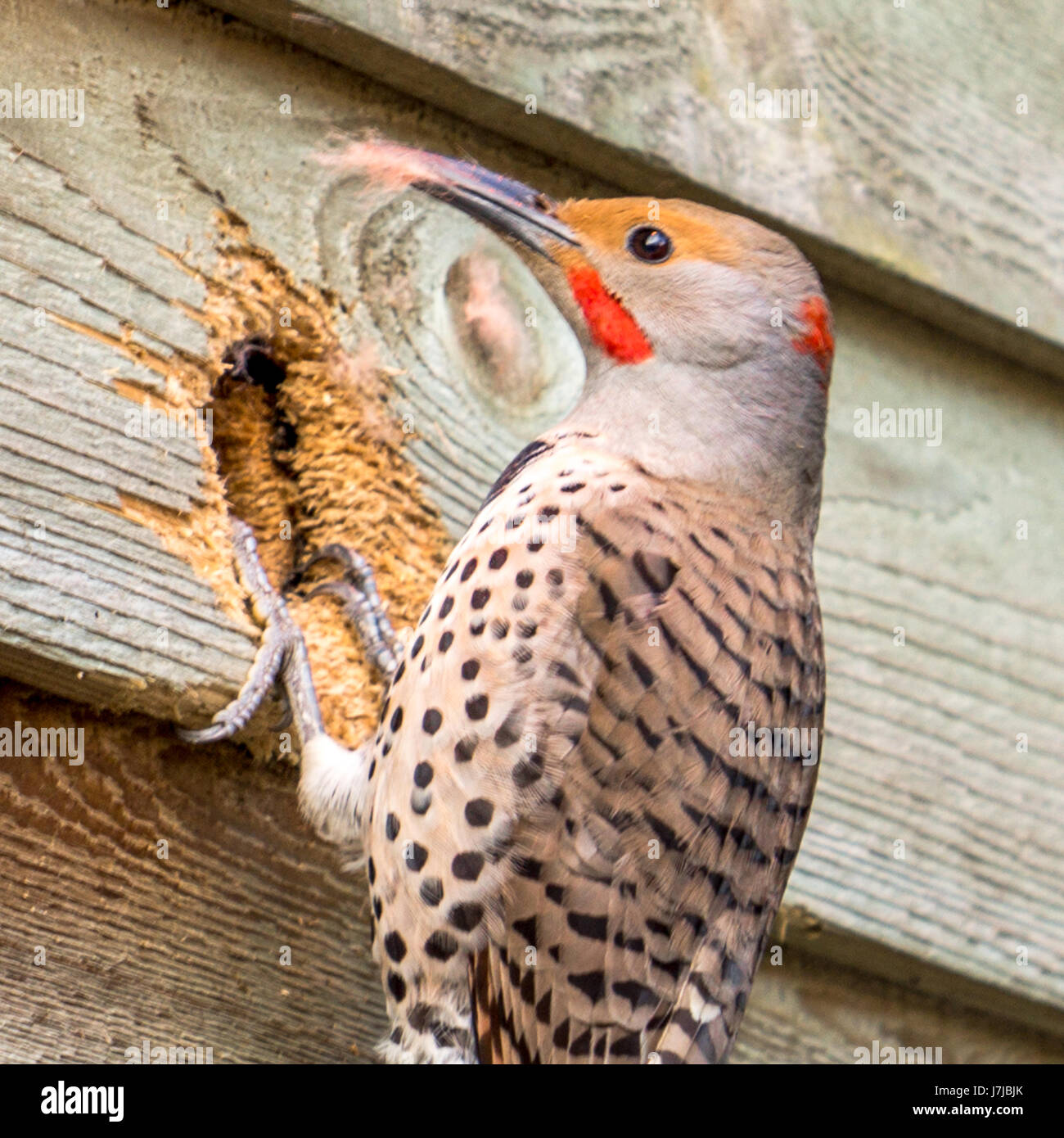 A male Northern Flicker hammering out a hole for himself and pulling ...