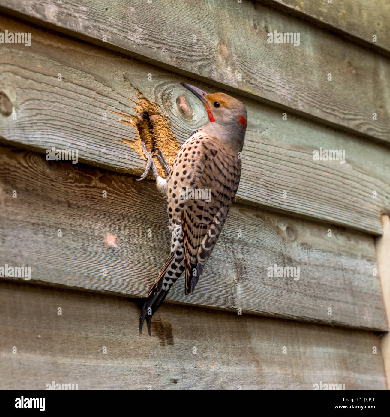 A male Northern Flicker hammering out a hole for himself and pulling ...