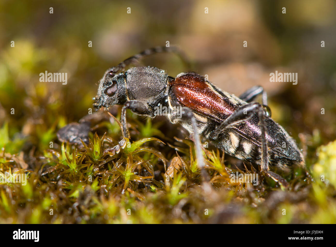 Longhorn beetle (Anaglyptus mysticus). Distinctive British beetle in ...