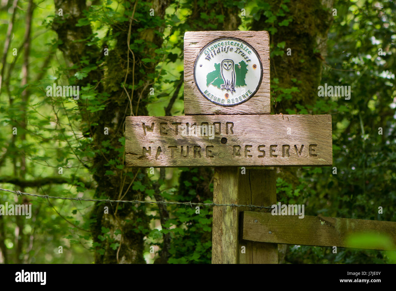 Barn owl wildlife reserve uk hi-res stock photography and images - Alamy
