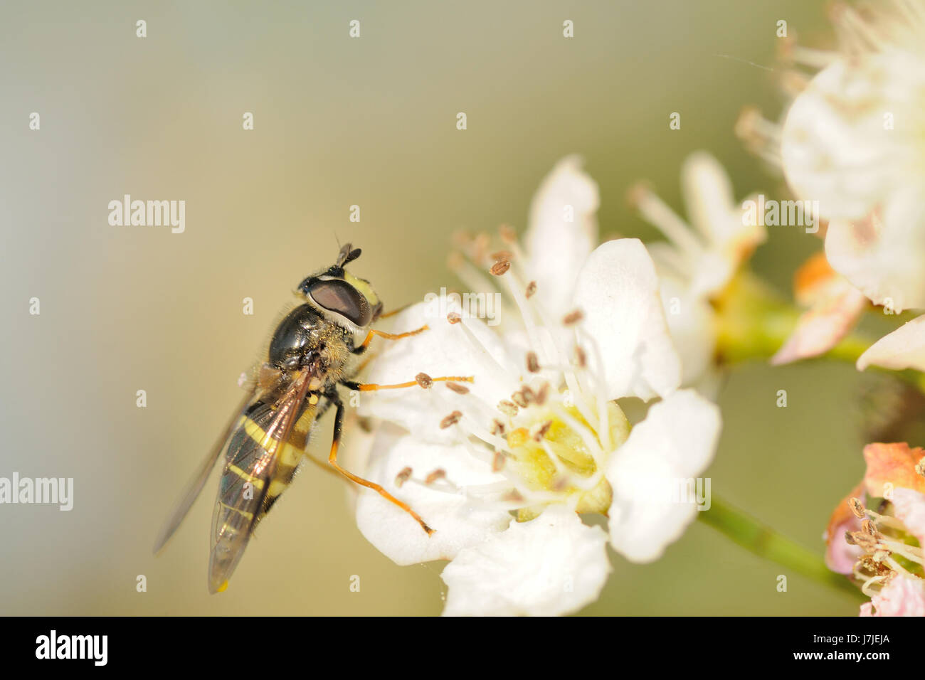 Hoverflies (Syrphidae) on a flower Stock Photo - Alamy