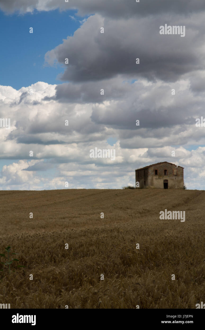 Abandoned Farm house amid a Field of golden Barley on a sunny day Stock ...
