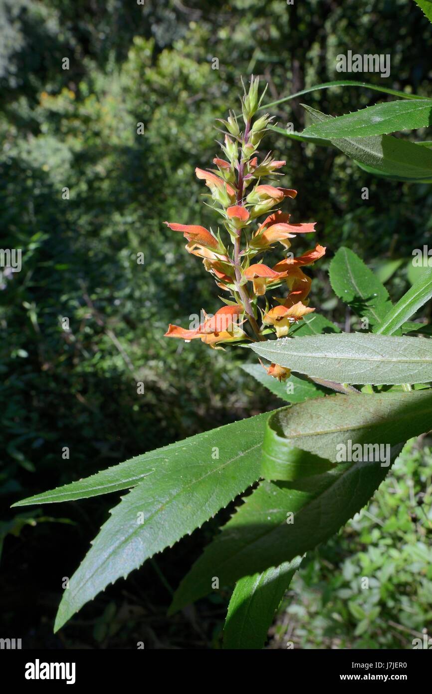 Cresta de gallo / Crestagallo de Doramas (Isoplexis chalcantha) a IUCN ...