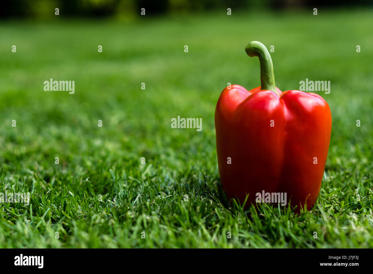 Red bell pepper Stock Photo - Alamy