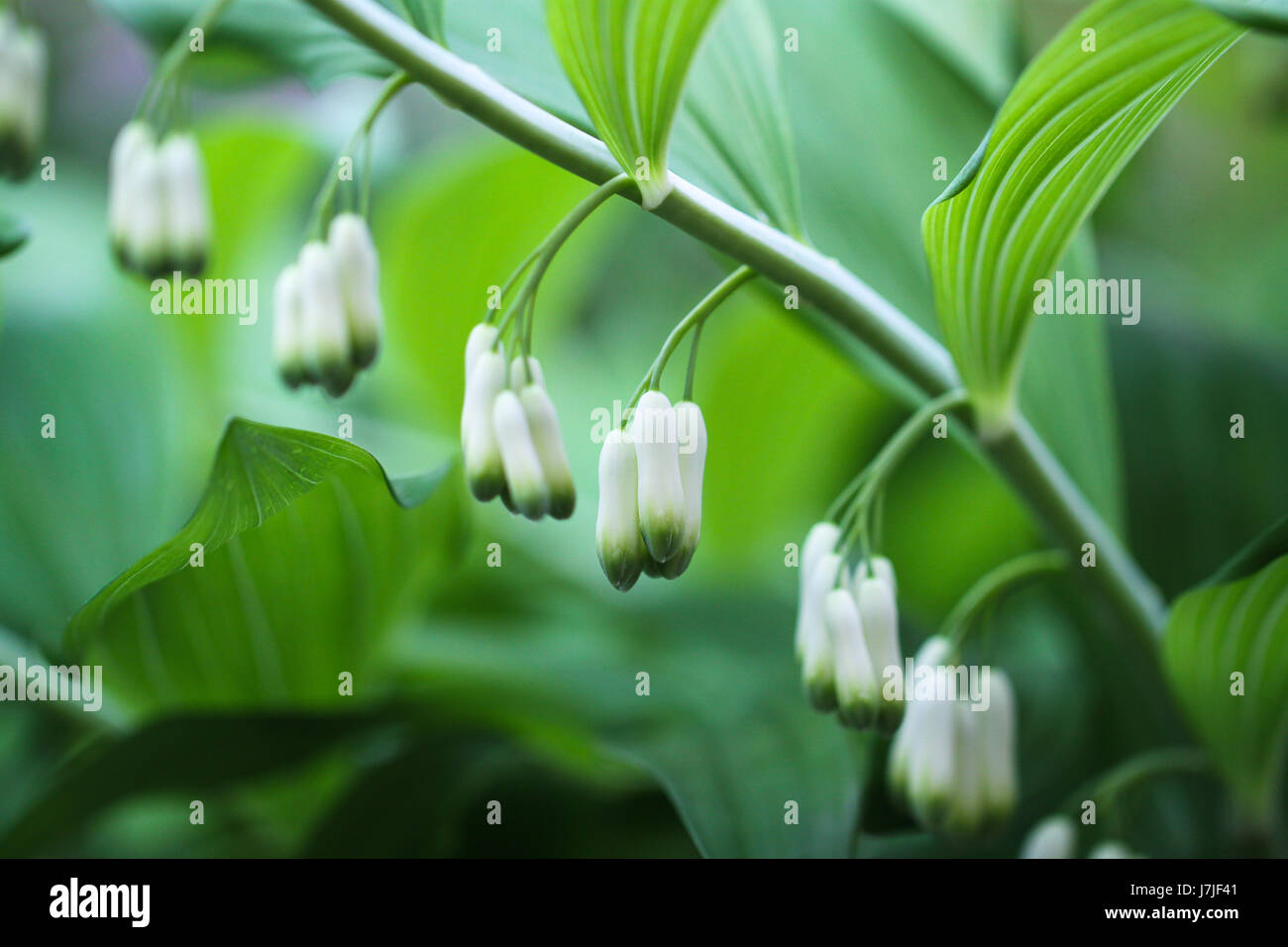 Solomon's Seal. This elegant plant resembles Lilly of the Valley ...