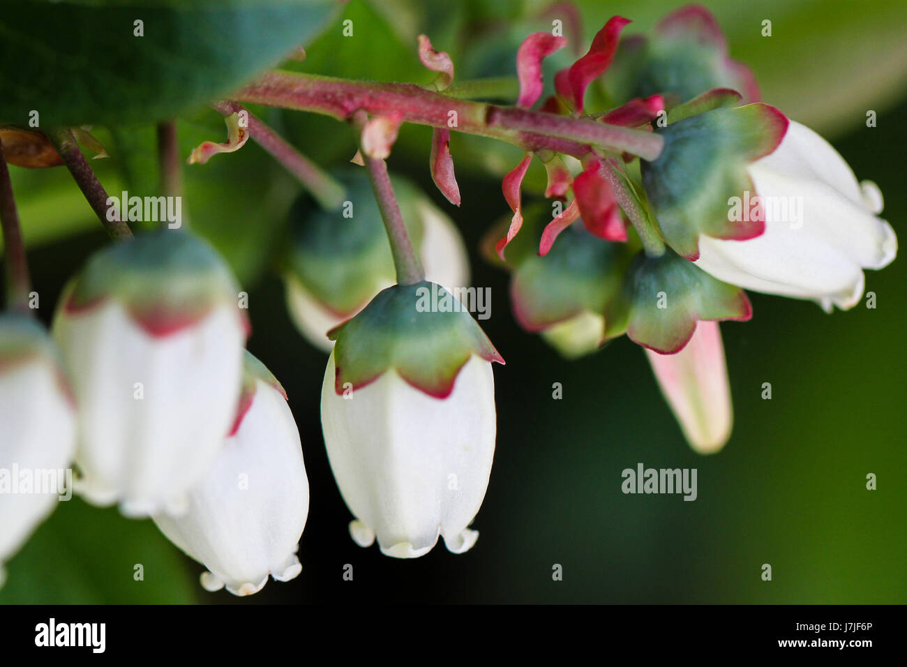 Closeup of blueberry flowers. Bright white, bell-shaped flower clusters ...