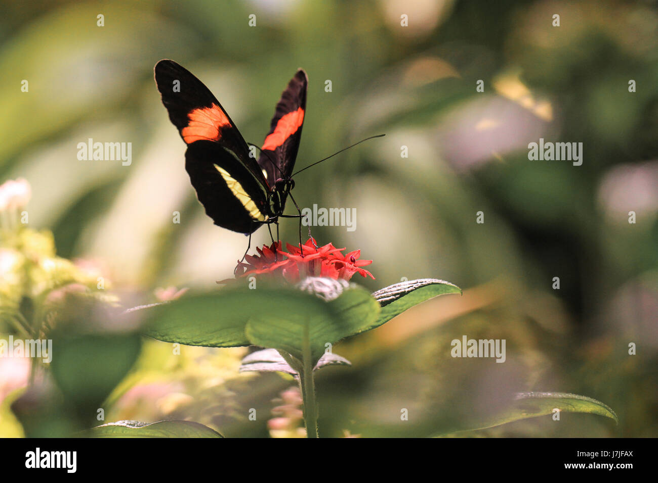 The Postman butterfly. Heliconius Melpomene Amaryllis, Elegant, black ...