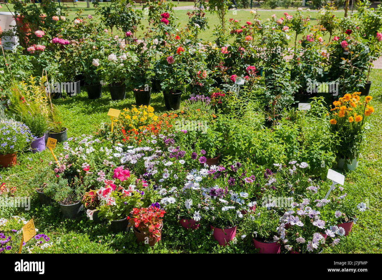 many different flowers and plants in pot's Stock Photo - Alamy