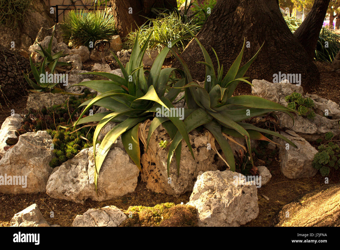 Exotic garden of Monaco, jardins exotique de Monaco: collection of ...