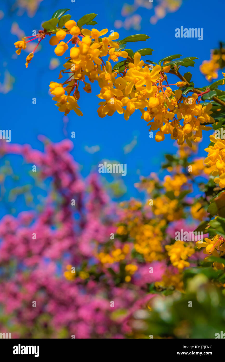 Colorful blossoming trees in spring in the garden Stock Photo - Alamy