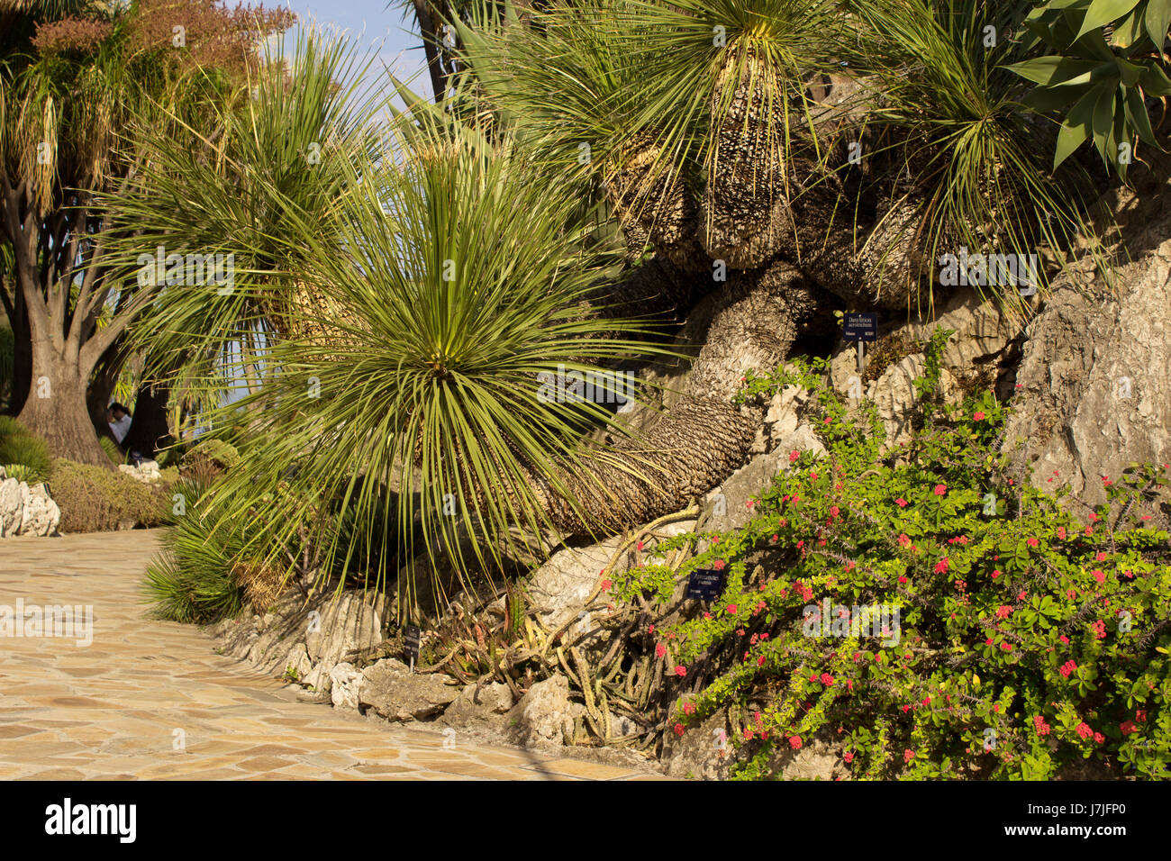 Exotic garden of Monaco, jardins exotique de Monaco: collection of ...