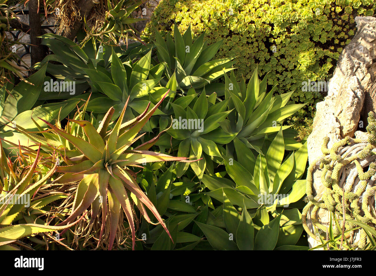 Exotic garden of Monaco, jardins exotique de Monaco: collection of ...