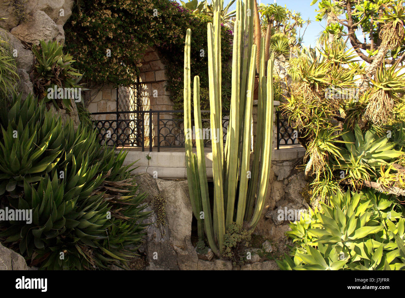 Exotic garden of Monaco, jardins exotique de Monaco: collection of ...