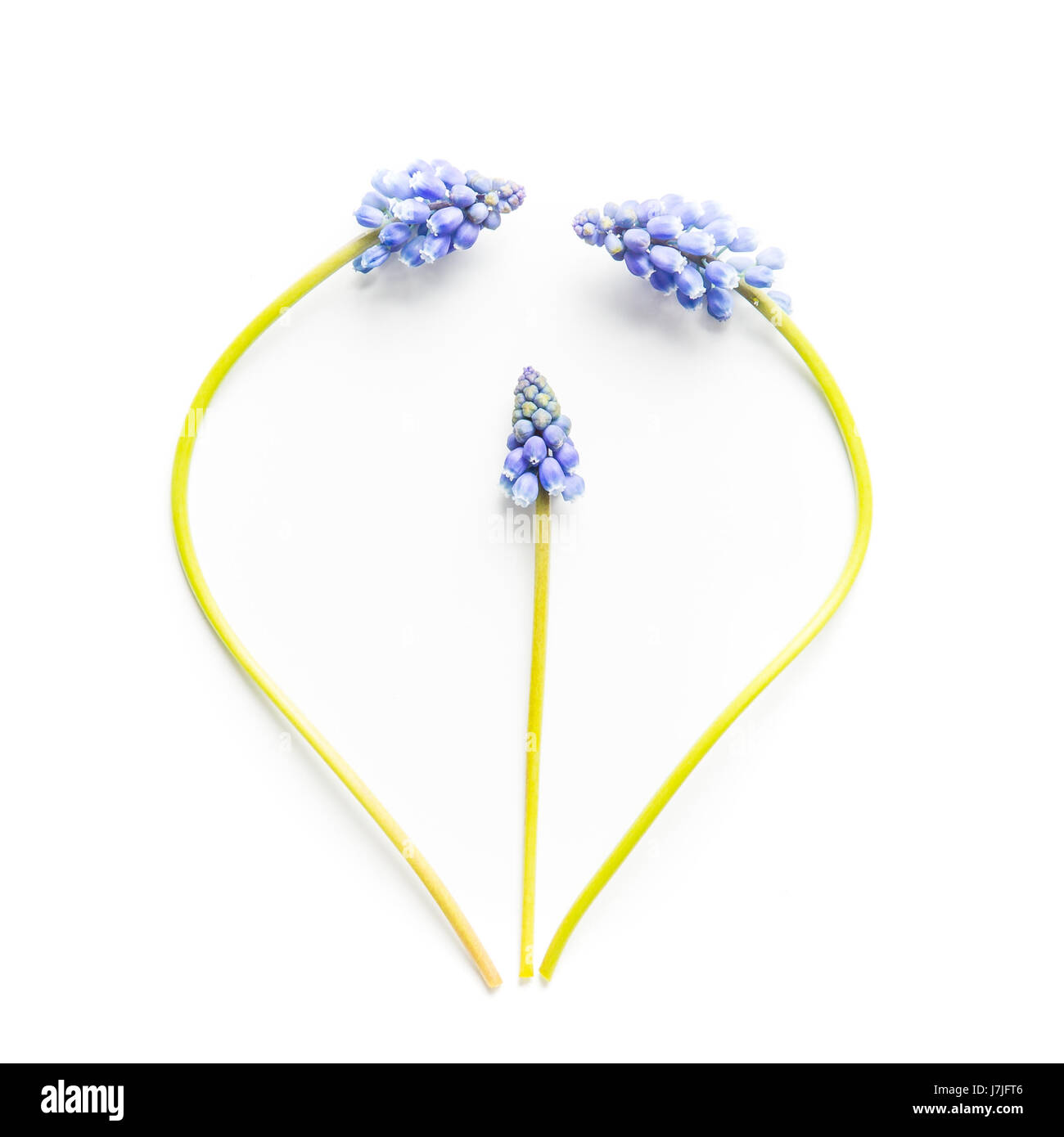 Mini hyacinths hi-res stock photography and images - Alamy