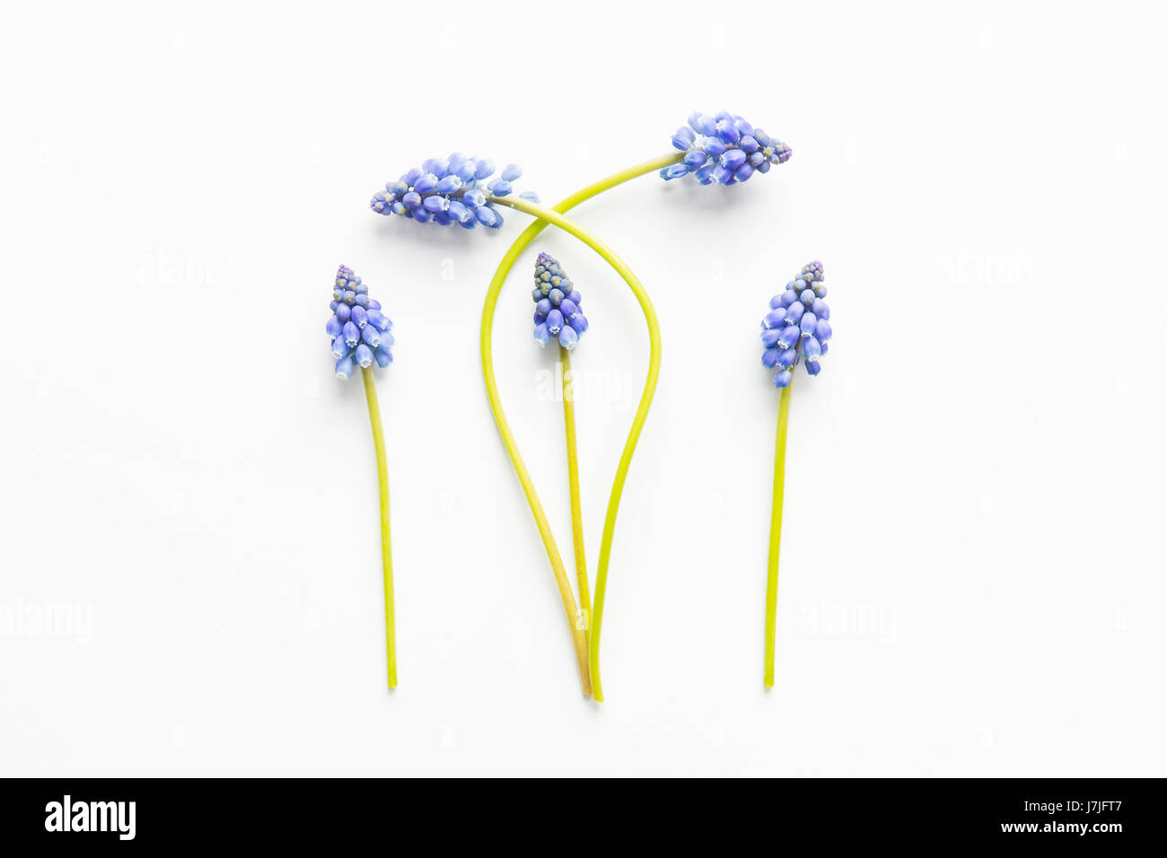 Purple blooms spring Cut Out Stock Images & Pictures - Alamy