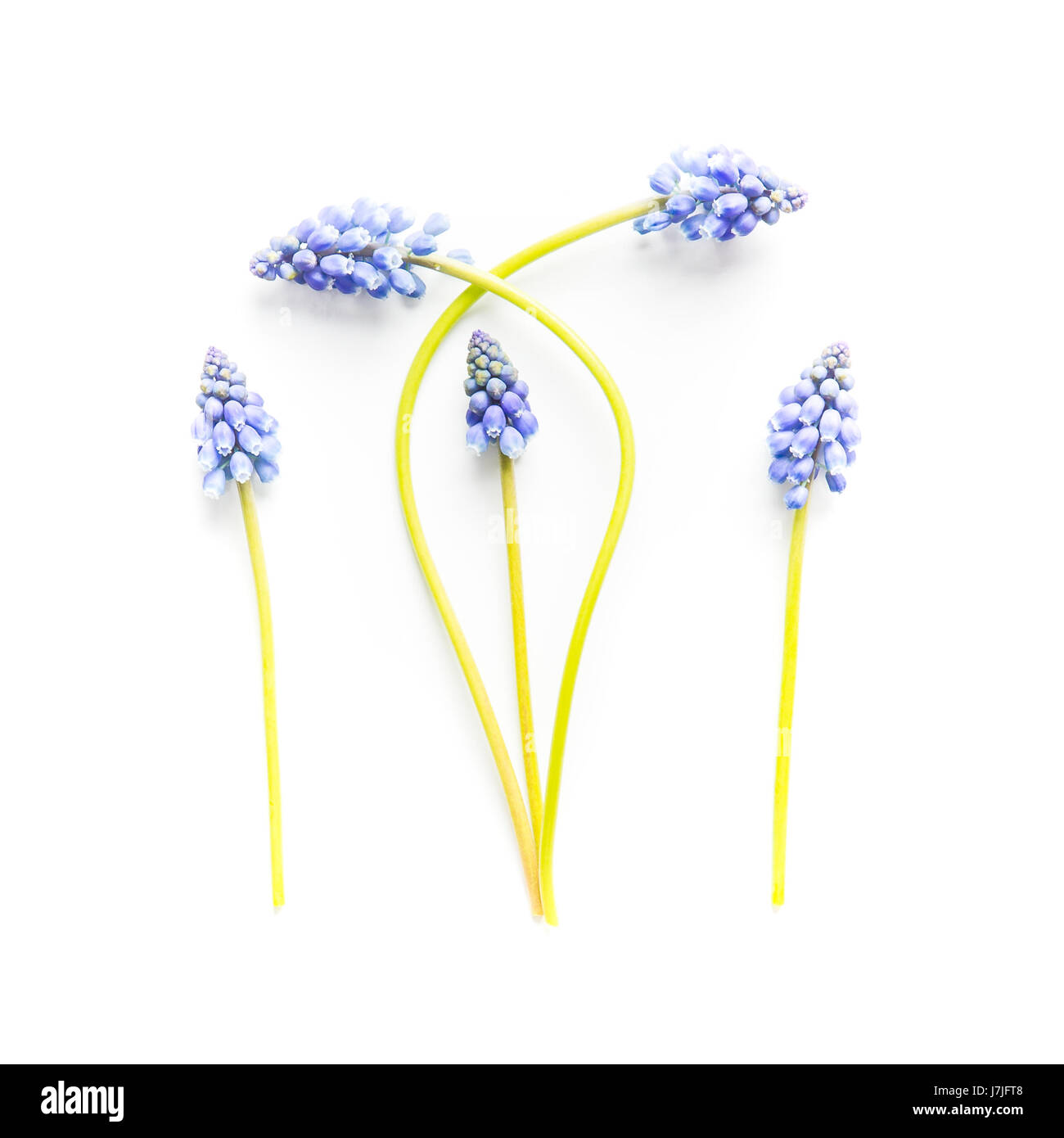 Daffodils in spring green Cut Out Stock Images & Pictures - Alamy