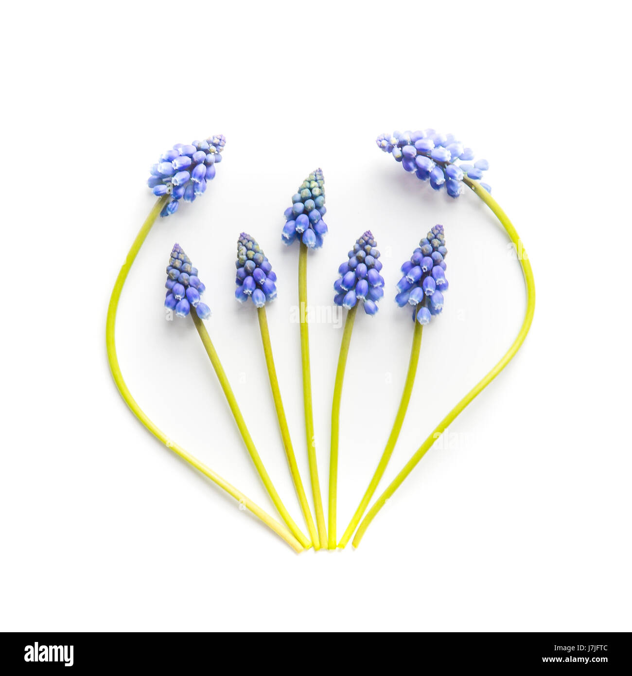 Mini hyacinths hi-res stock photography and images - Alamy