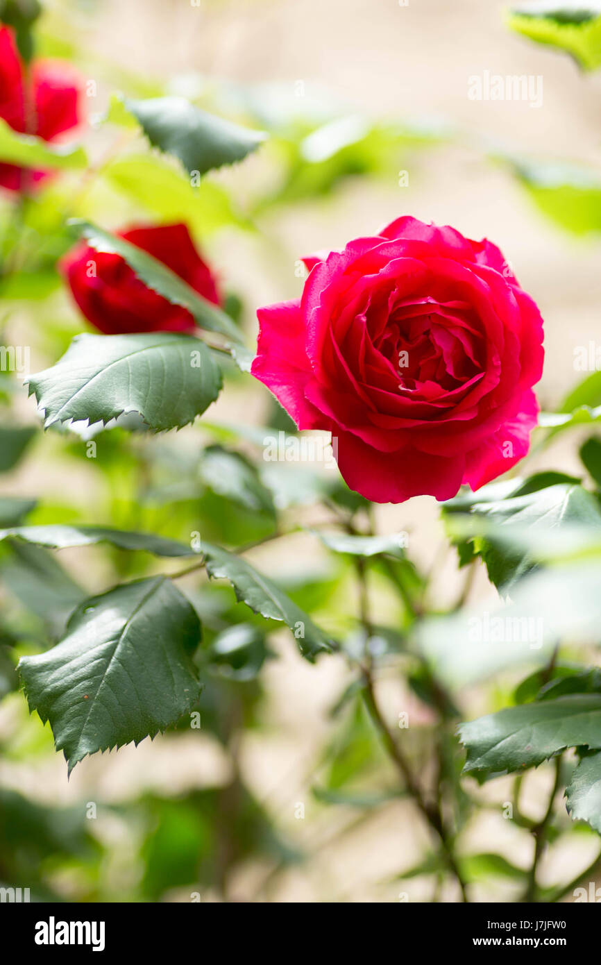 Flowers in May Stock Photo - Alamy