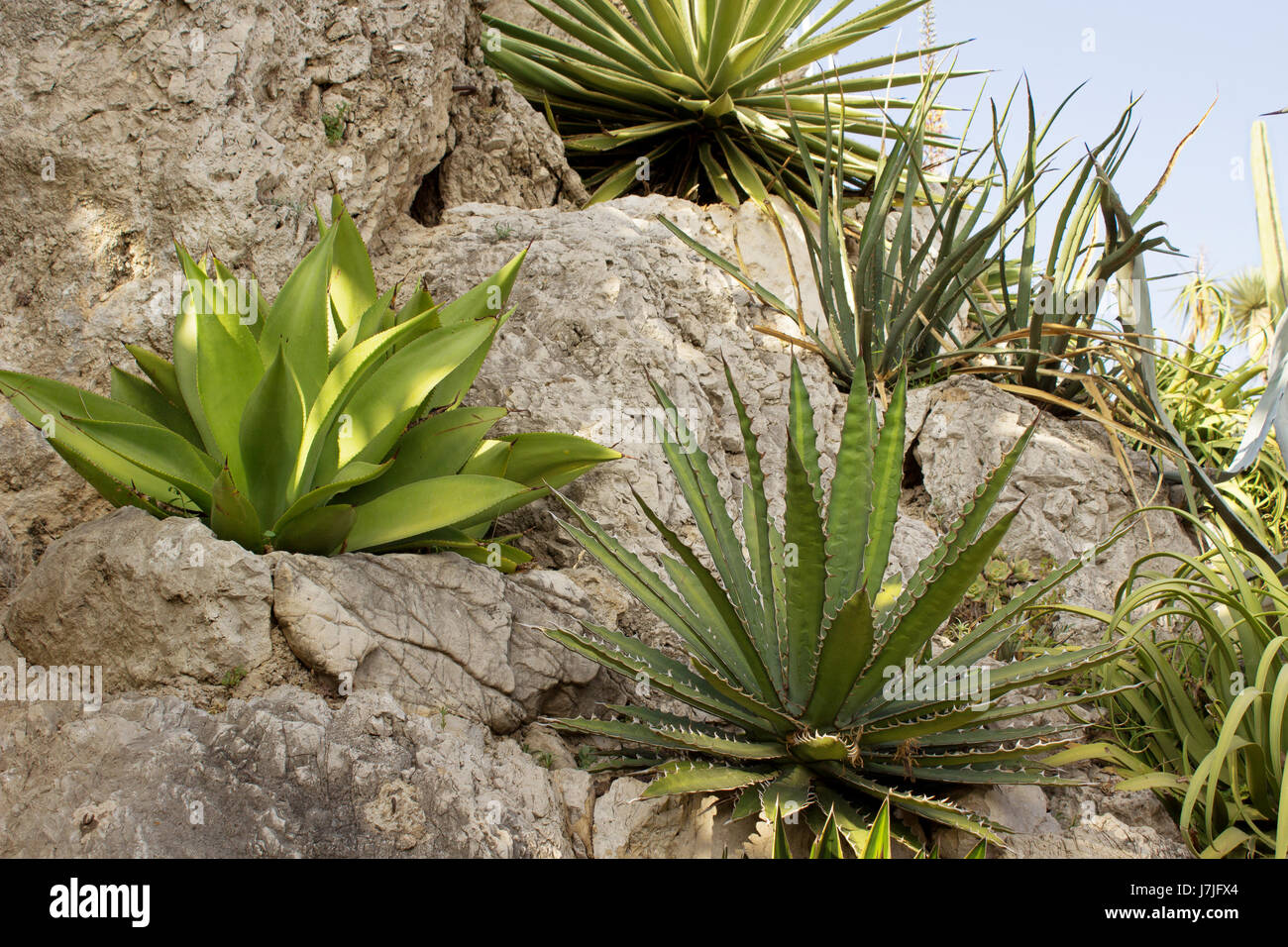 Exotic garden of Monaco, jardins exotique de Monaco: collection of ...