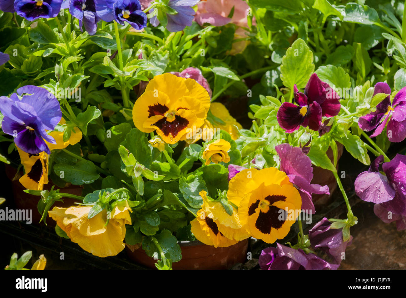 Pansys Stock Photos & Pansys Stock Images - Alamy