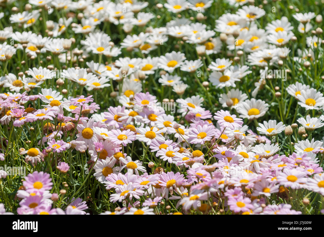 Daisys lawn hi-res stock photography and images - Alamy