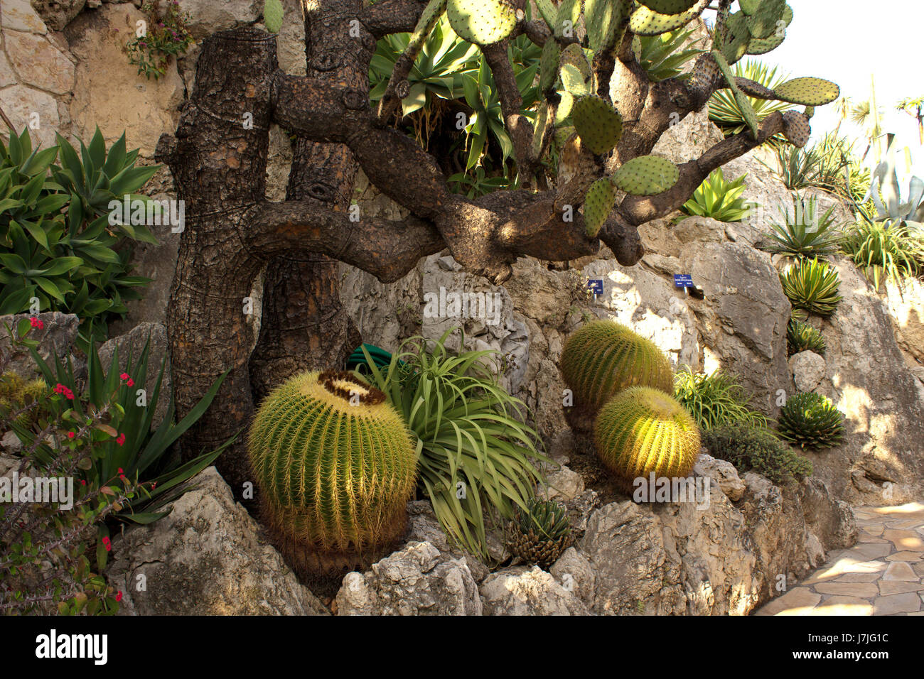 Exotic garden of Monaco, jardins exotique de Monaco: collection of ...