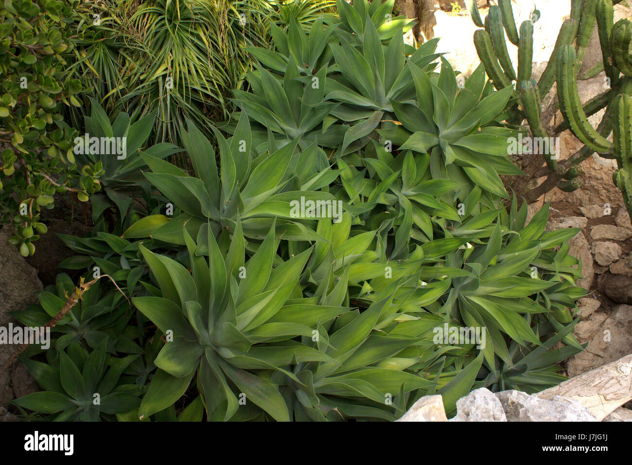 Exotic garden of Monaco, jardins exotique de Monaco: collection of ...