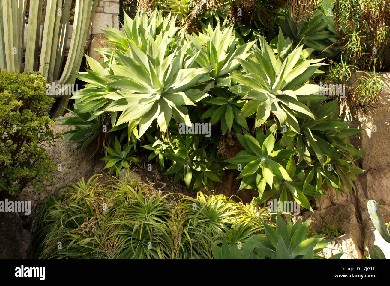 Exotic garden of Monaco, jardins exotique de Monaco: collection of ...
