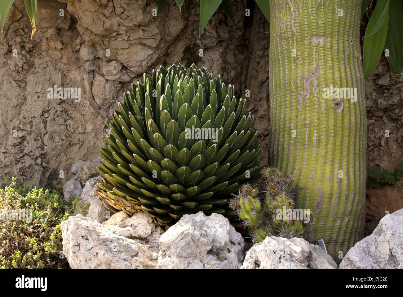 Exotic garden of Monaco, jardins exotique de Monaco: collection of ...