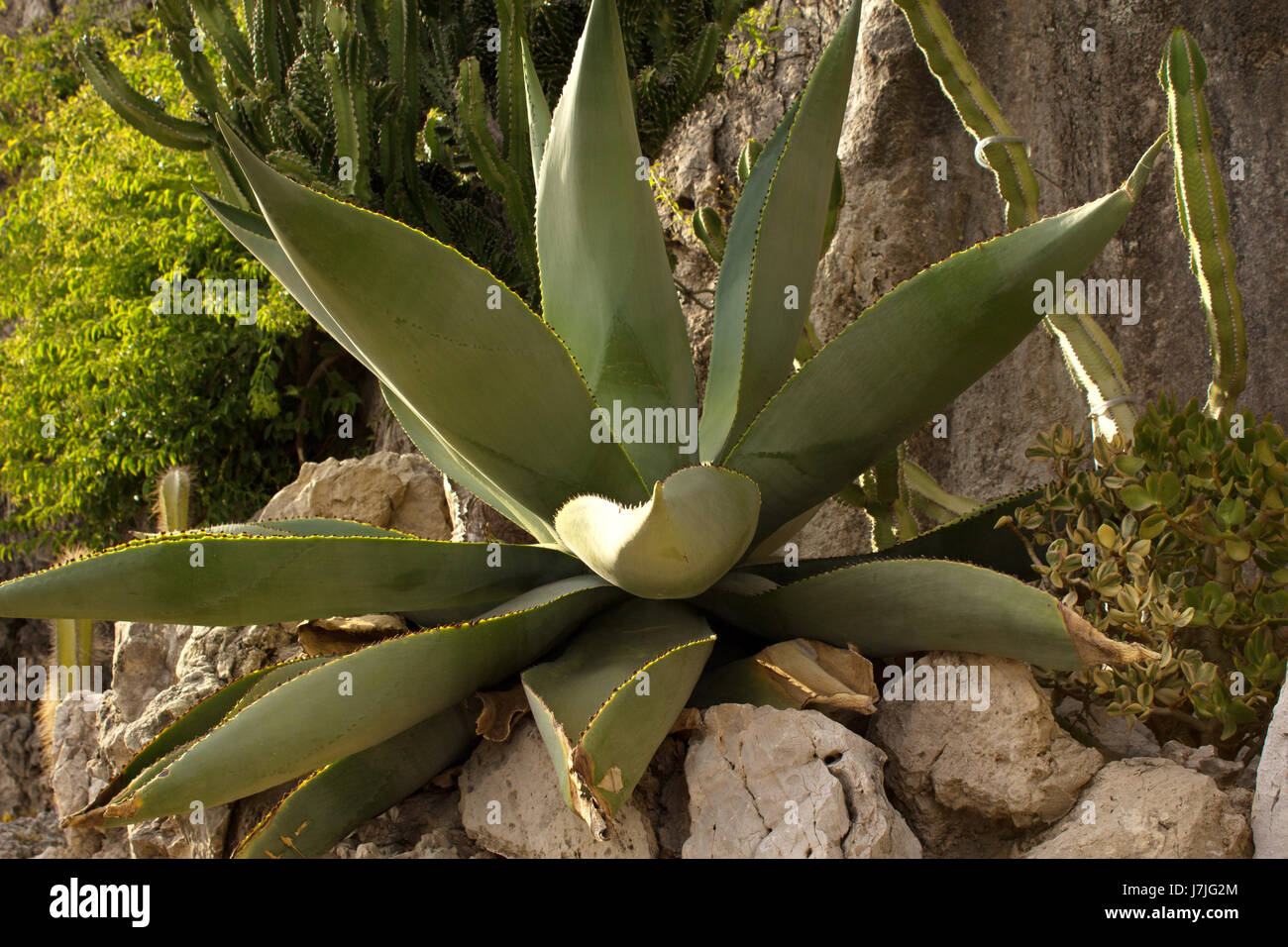 Exotic garden of Monaco, jardins exotique de Monaco: collection of ...