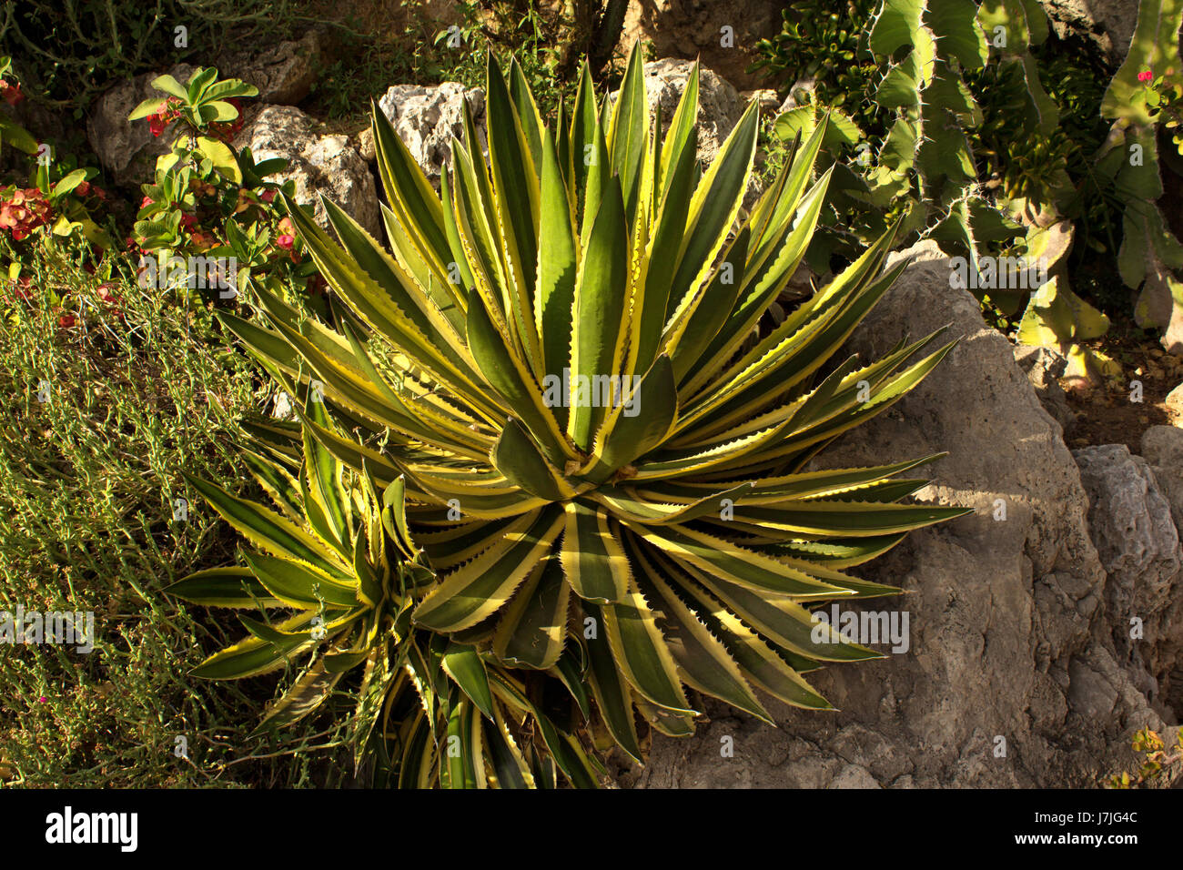 Exotic garden of Monaco, jardins exotique de Monaco: collection of ...
