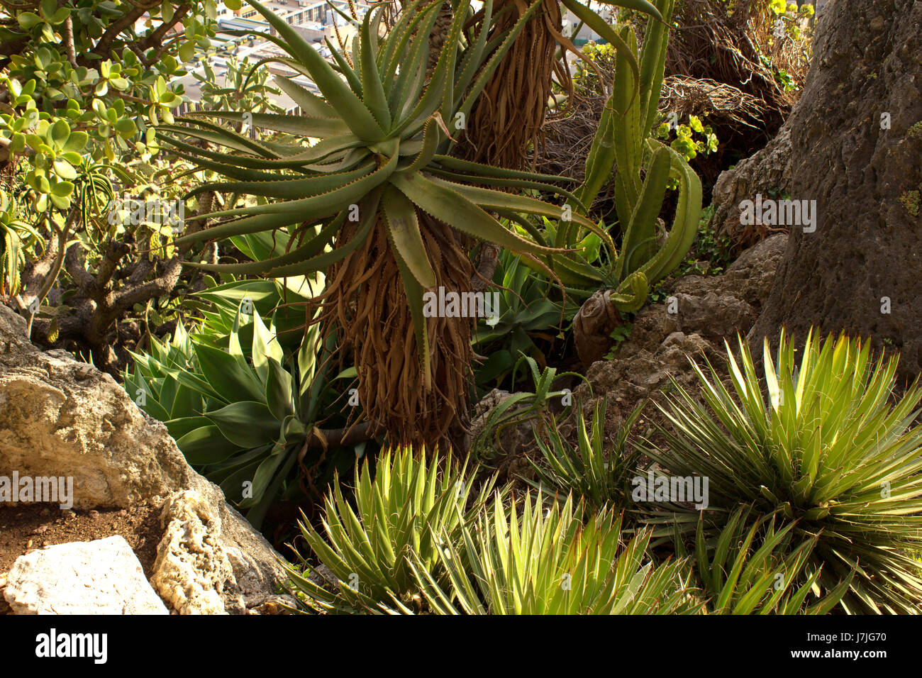 Exotic garden of Monaco, jardins exotique de Monaco: collection of ...