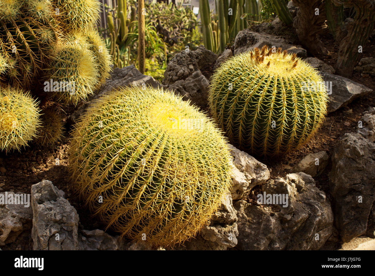 Exotic garden of Monaco, jardins exotique de Monaco: collection of ...