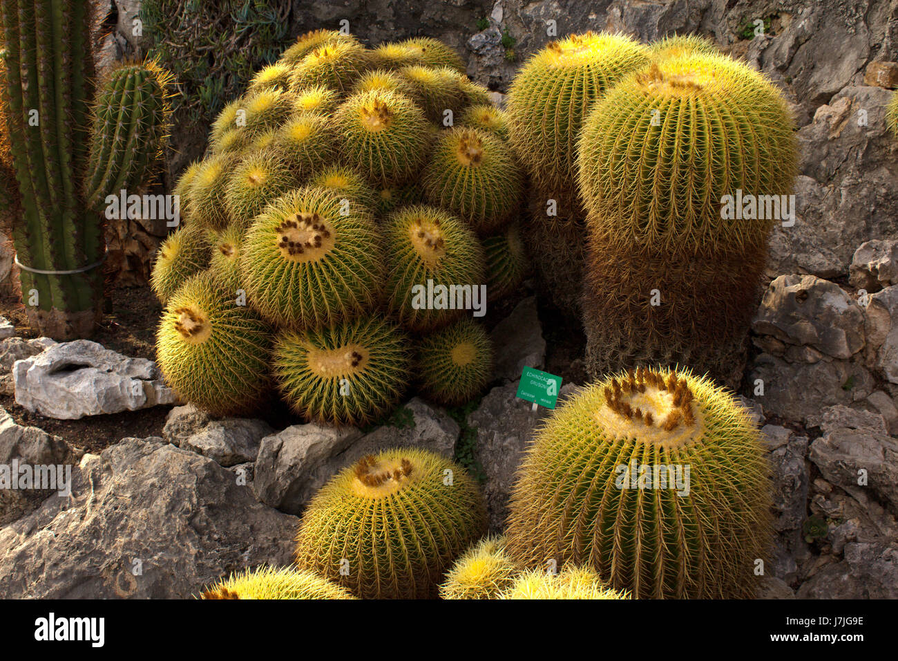 Exotic garden of Monaco, jardins exotique de Monaco: collection of ...