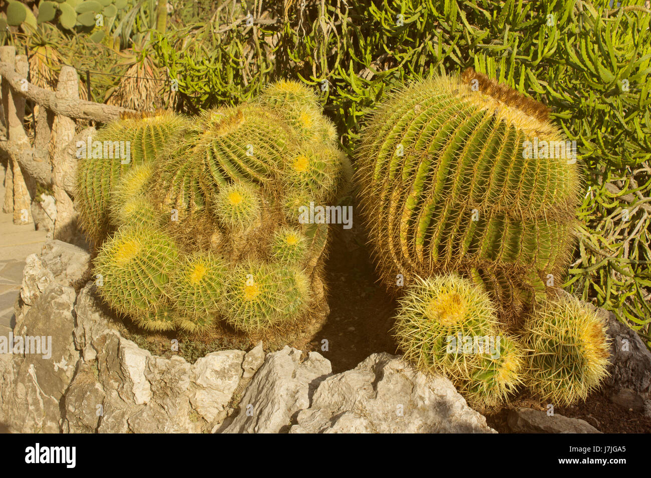 Exotic garden of Monaco, jardins exotique de Monaco: collection of ...