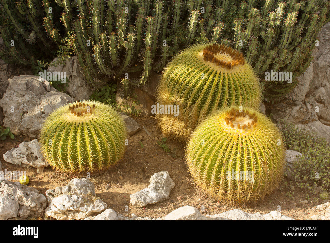 Exotic garden of Monaco, jardins exotique de Monaco: collection of ...