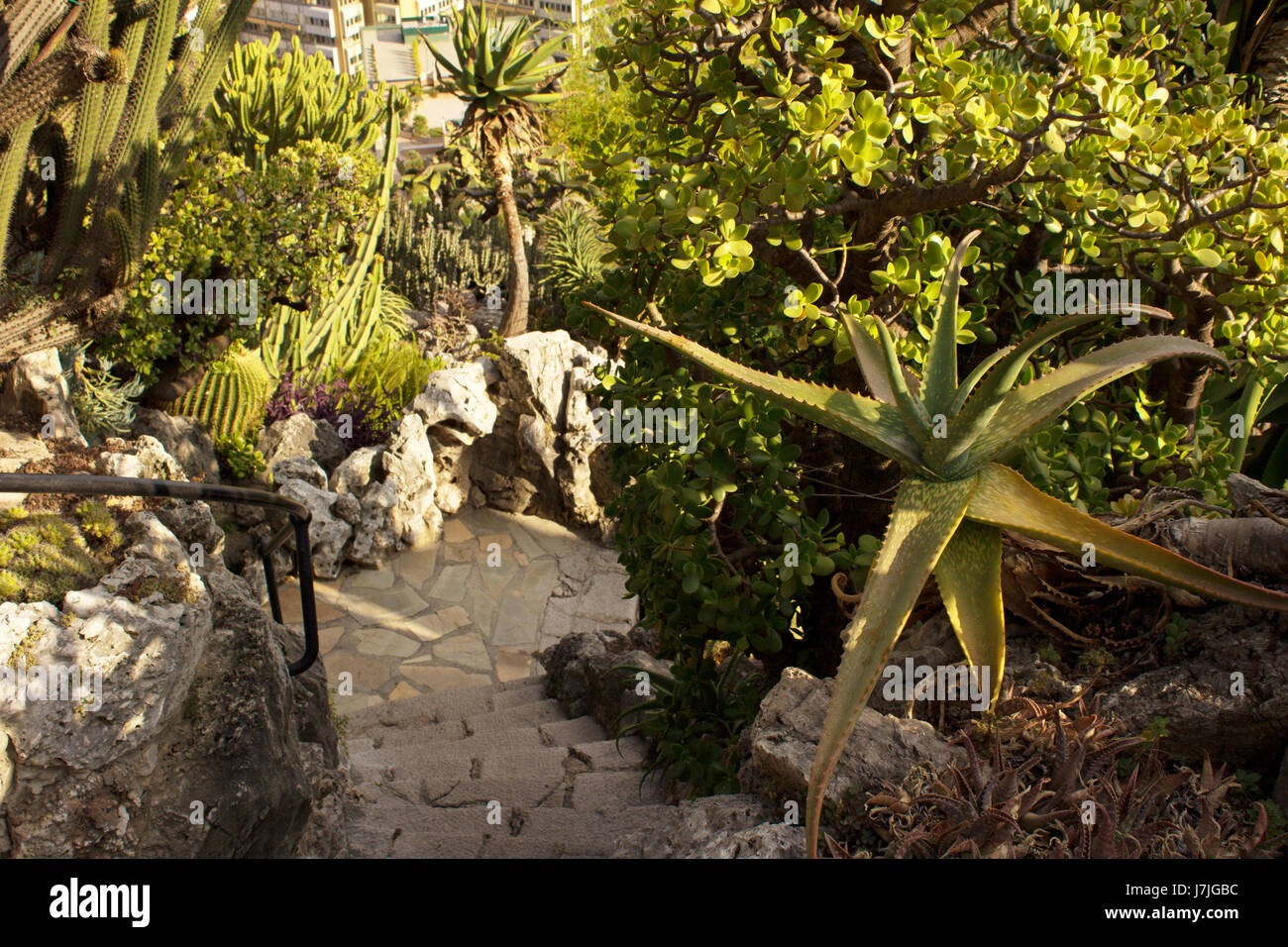 Exotic garden of Monaco, jardins exotique de Monaco: collection of ...