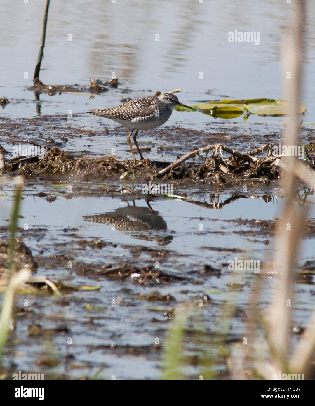 Wood sandpiper flying hi-res stock photography and images - Alamy