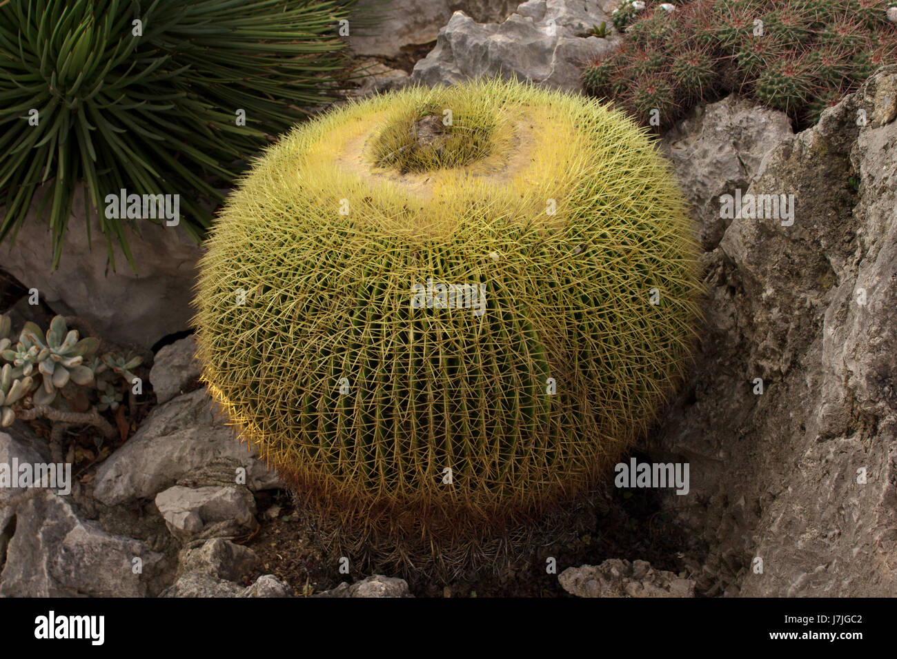 Exotic garden of Monaco, jardins exotique de Monaco: collection of ...