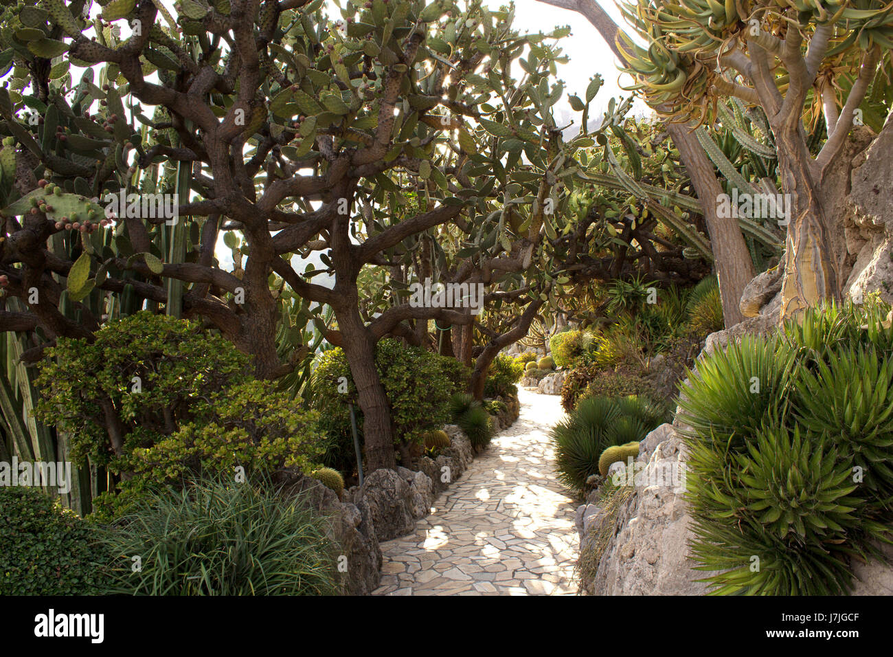 Exotic garden of Monaco, jardins exotique de Monaco: collection of ...